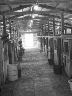 Horse Boarding - Tap Root Farm™ Equestrian Program